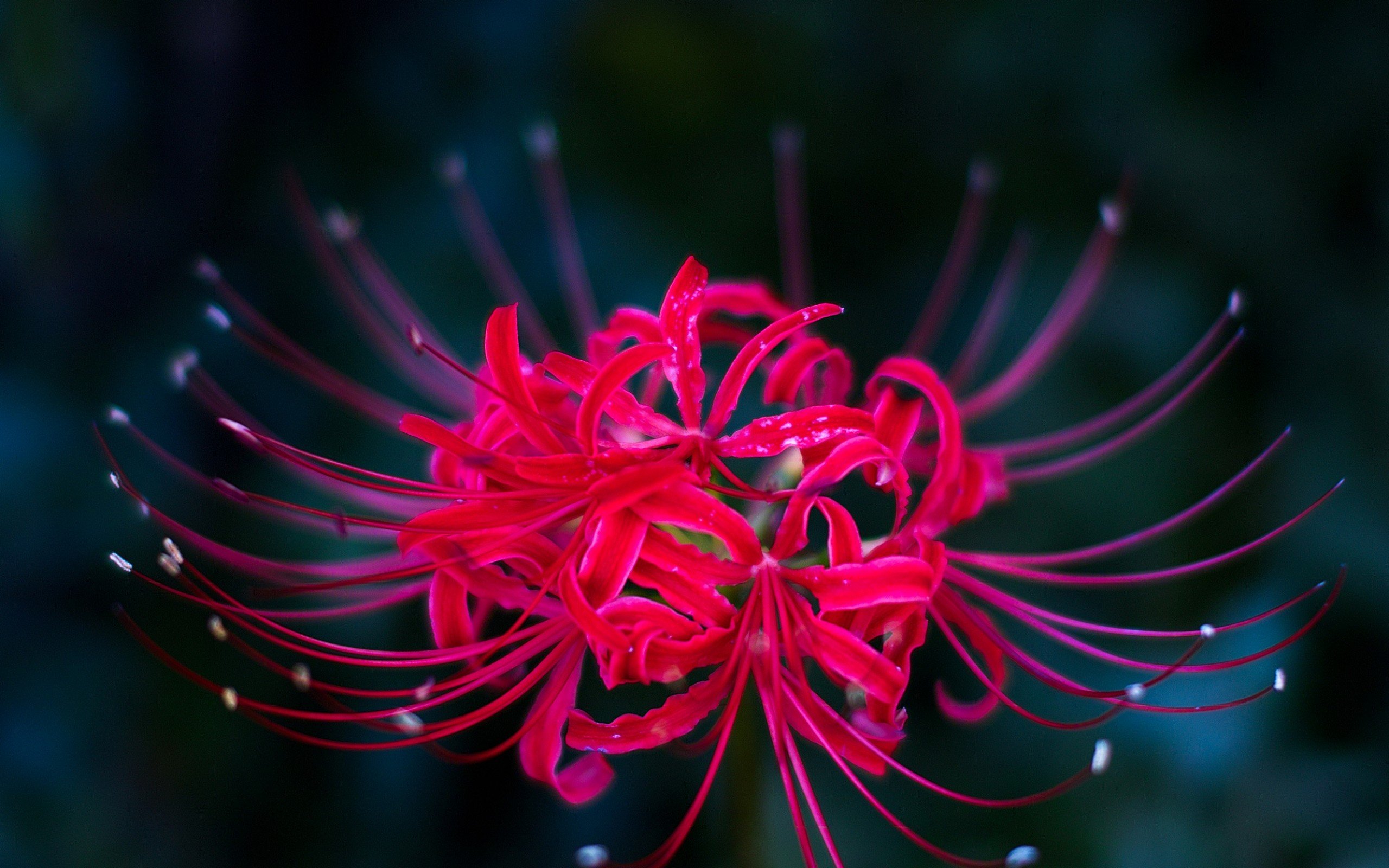 Red Spider Lily Tokyo Ghoul Wallpaper Red Spider Lily Tokyo Ghoul Wallpaper