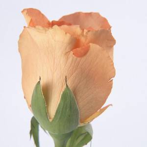 Классная открытка с цветами и лепесками роз